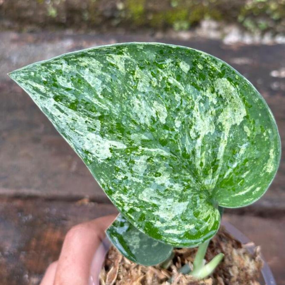 Scindapsus Exotica Borneo No Id Live Rare Exotic Tropical Foliage Plant ...