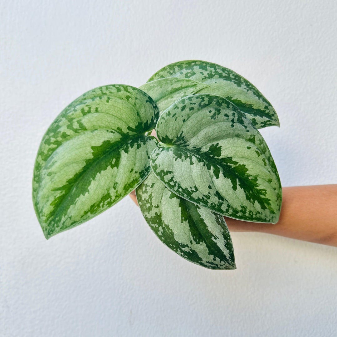 Scindapsus Silver Princess Live Exotic Tropical Foliage Plant Indoor ...