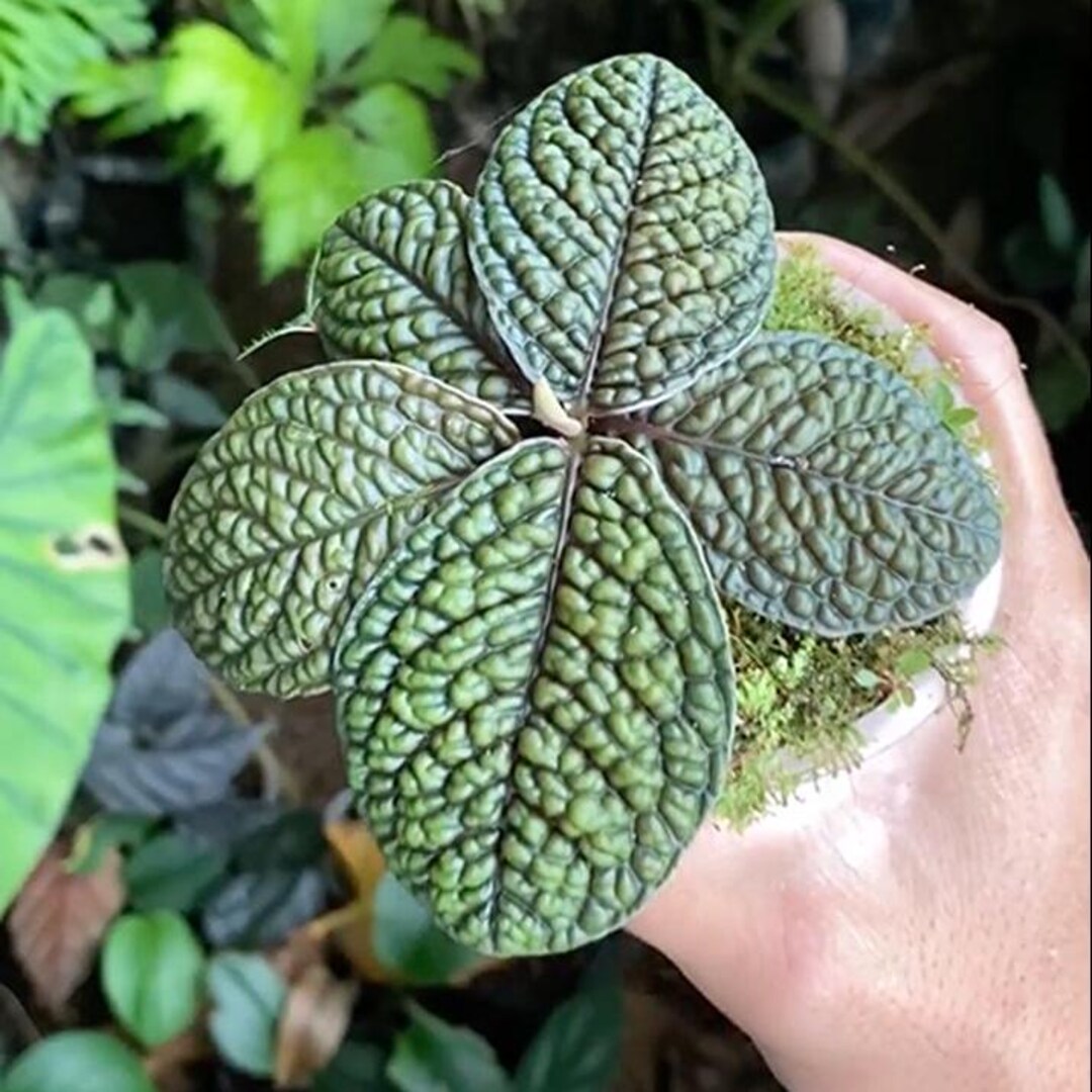 Labisia Brain Live Exotic Tropical Plant Indoor Outdoor Easy Care ...