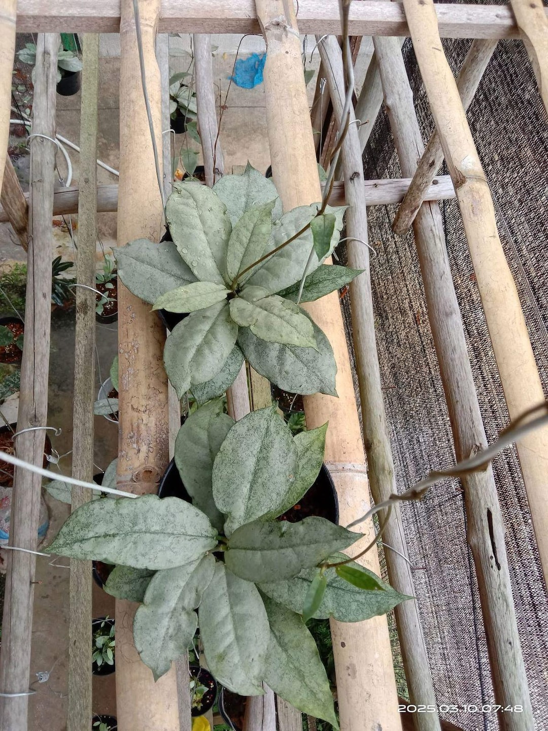 Hoya Undulata Silver Rare Exotic Tropical Plant Indoor Outdoor Easy ...