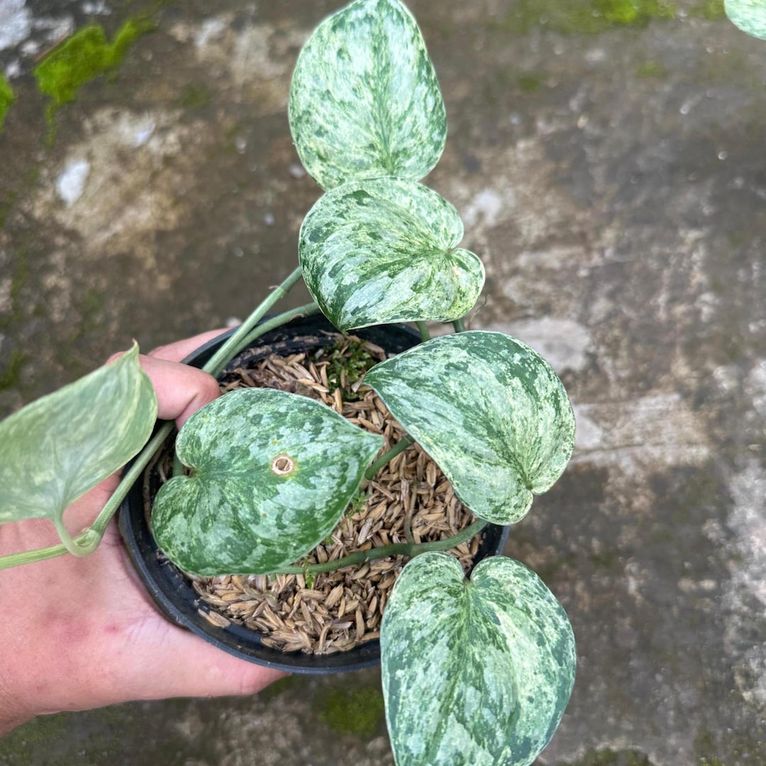 Scindapsus Excotica Marble Variegated Live Exotic Tropical Foliage ...