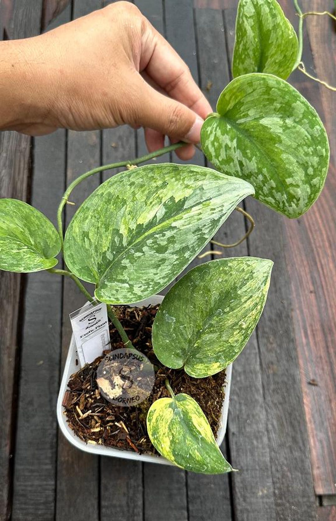Scindapsus Dark Cloud Sundaland - Best Selected Rare Live Exotic ...