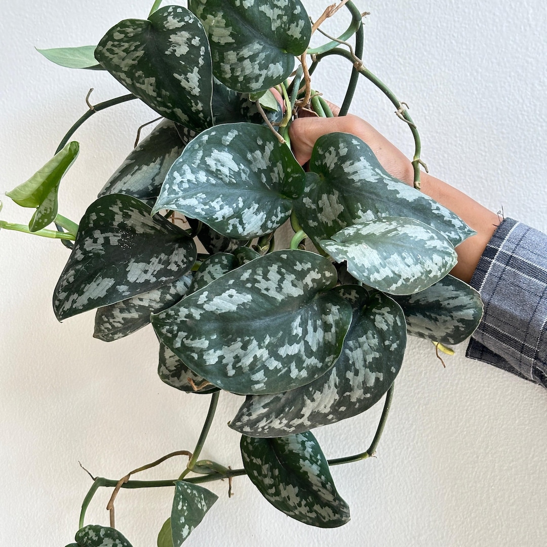 Scindapsus Dark Princes Live Exotic Tropical Foliage Plant Indoor ...