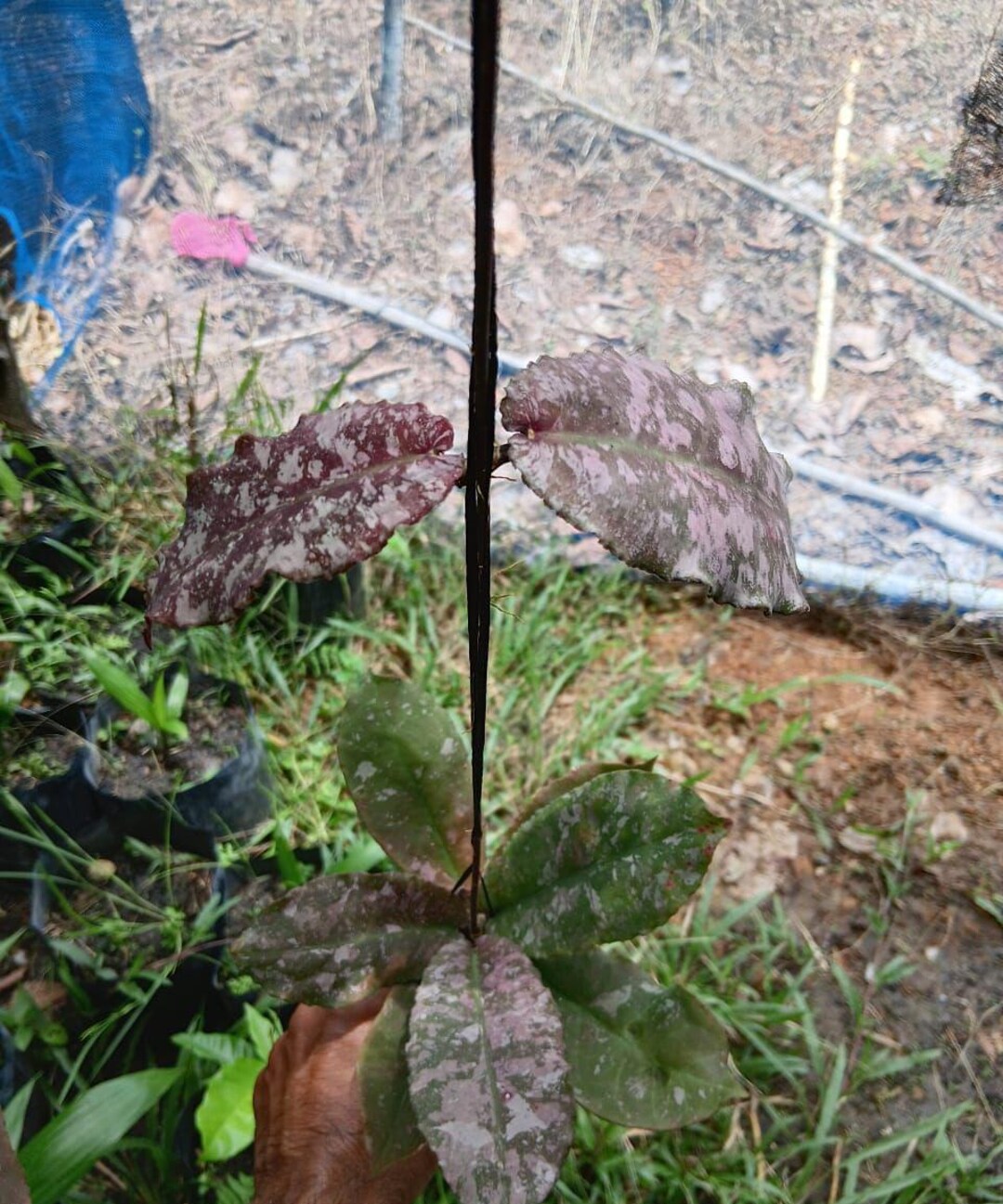 Hoya Undulata Purple Splash Live Exotic Tropical Plant Easy Care ...