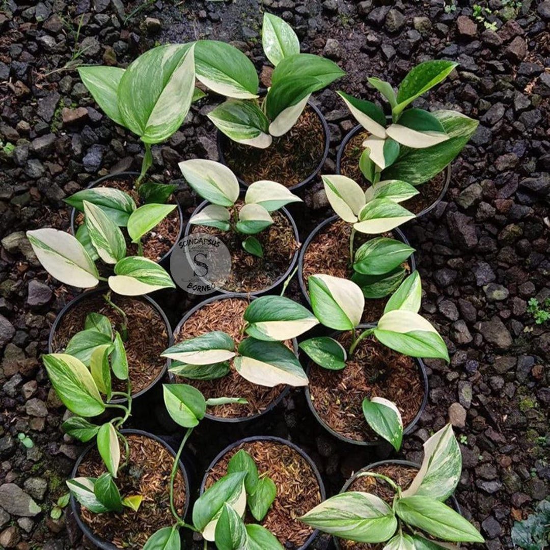 Scindapsus Rubicon Aurea Live Exotic Tropical Foliage Plant Indoor ...