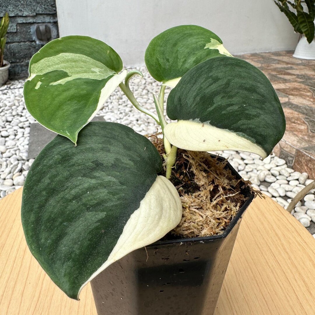 Scindapsus Silver Knight Jung Jung Buih Variegated Rare Live Exotic Tropical Foliage Plant ...