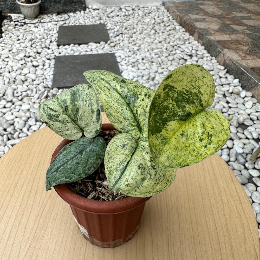 Scindapsus Dark Cloud Marble Aurea Mutation Variegated Live Exotic Tropical Foliage Plant Indoor ...