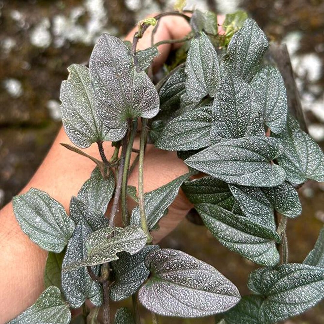 Piper Sp Papua White Galaxy Live Exotic Tropical Foliage Plant Indoor ...