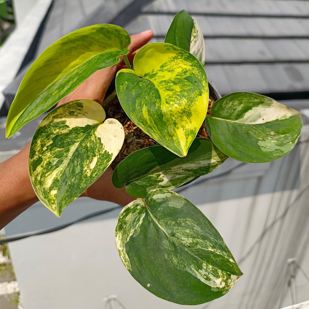Scindapsus Jade Satin Aurea Variegated Live Exotic Tropical Foliage ...