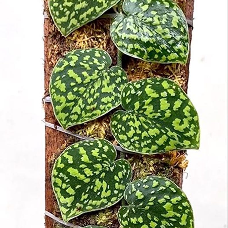 Scindapsus Snake Scale Stabillo Live Exotic Tropical Foliage Plant ...