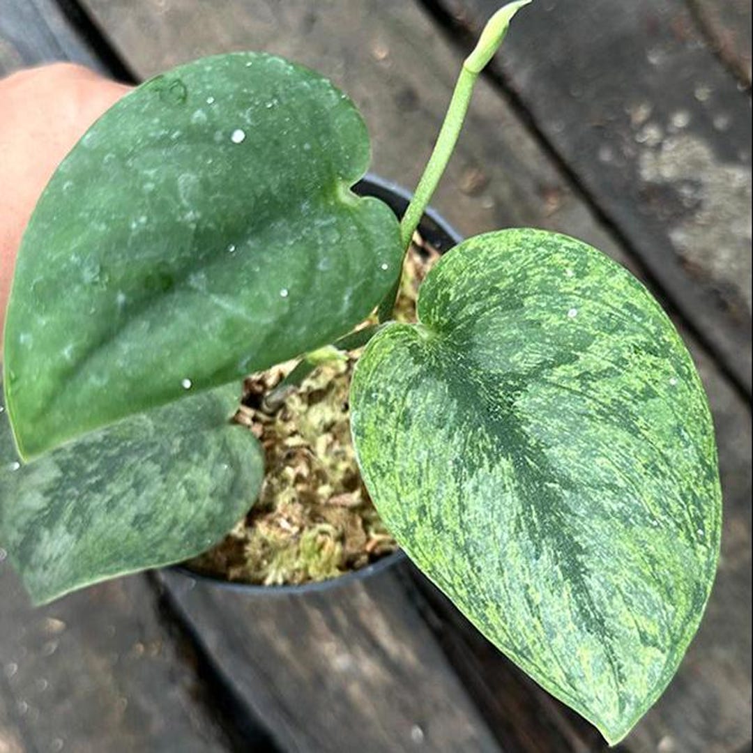 Scindapsus Silver Knight Golden Mint Variegated Live Exotic Tropical ...