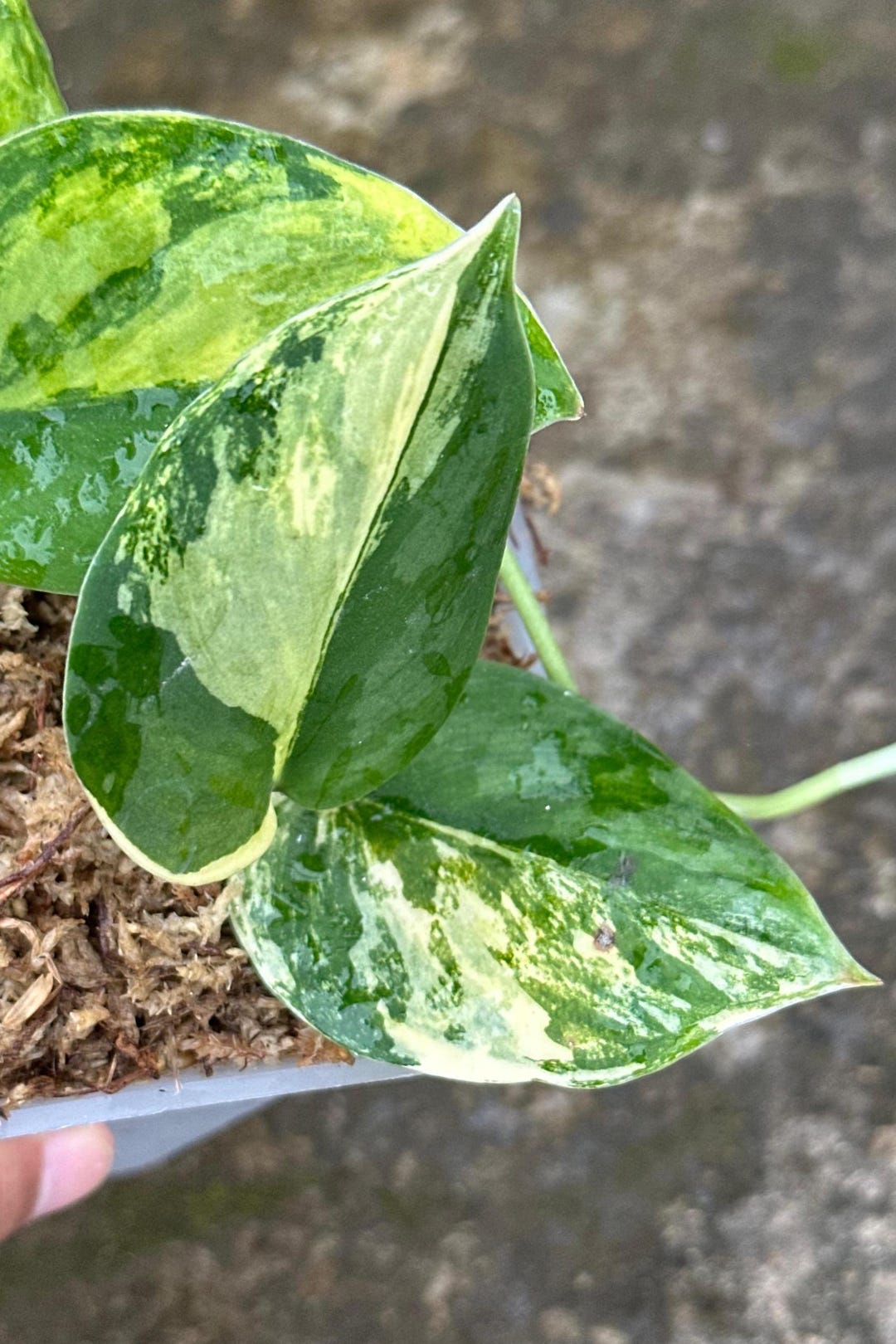 Scindapsus Silver Knight No Id Variegated Rare Live Exotic Tropical ...