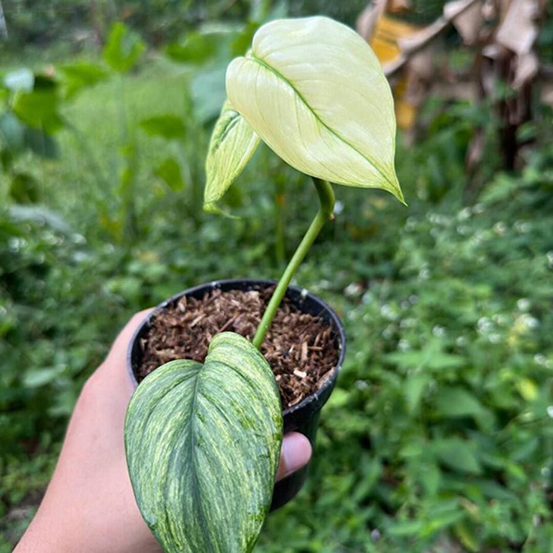 Scindapsus Longispitatus Yellow Mint Variegated Foliage Live Exotic ...