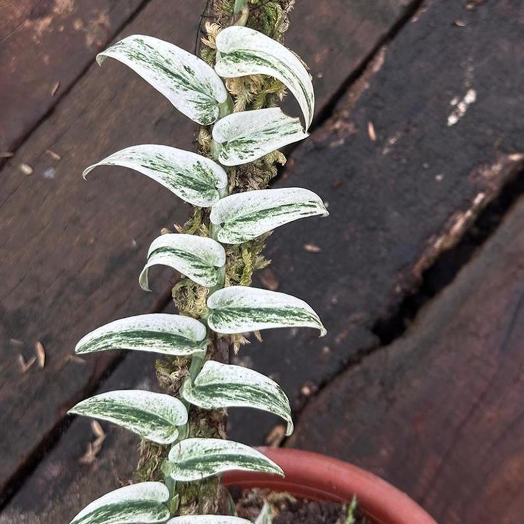 Rhaphidophora Tenuis Silver White Marble Variegated Rare Live Exotic ...