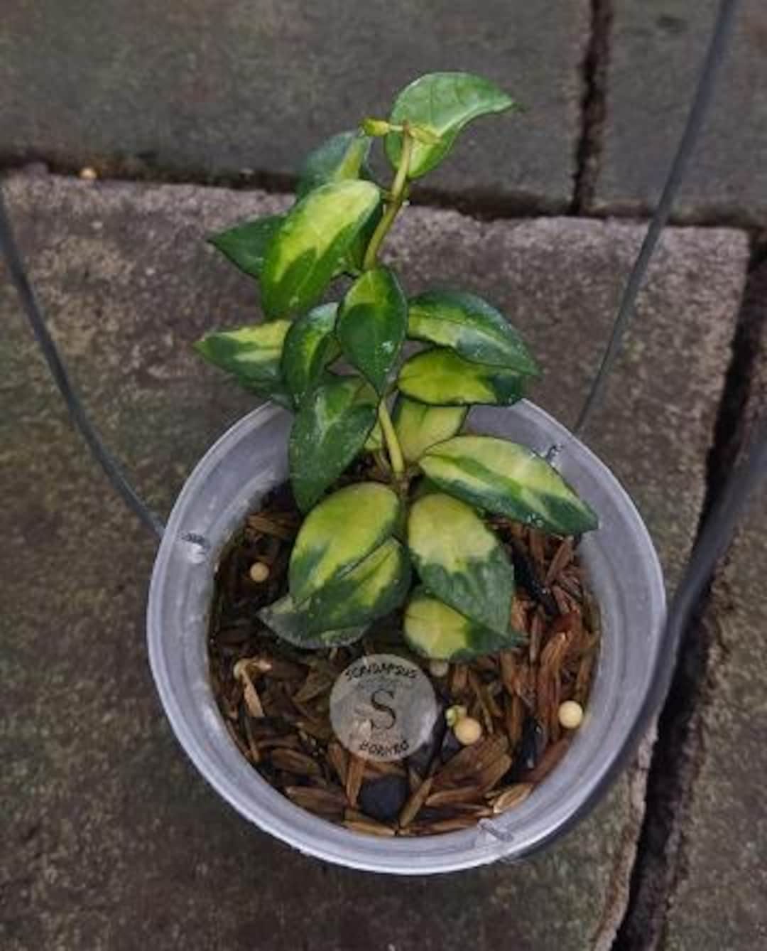 Hoya Lacunosa Golden Flame Live Exotica Tropical Plant Indoor Outdoor ...