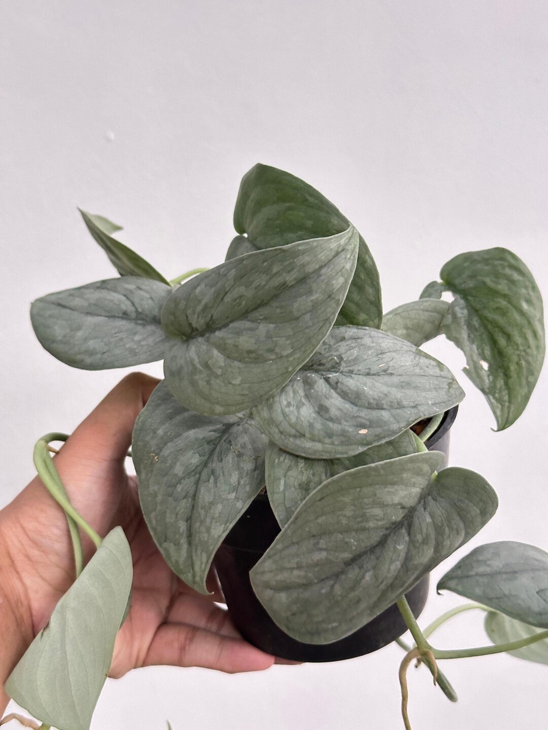 Scindapsus Silver Spot Live Exotic Tropical Foliage Plant Indoor ...