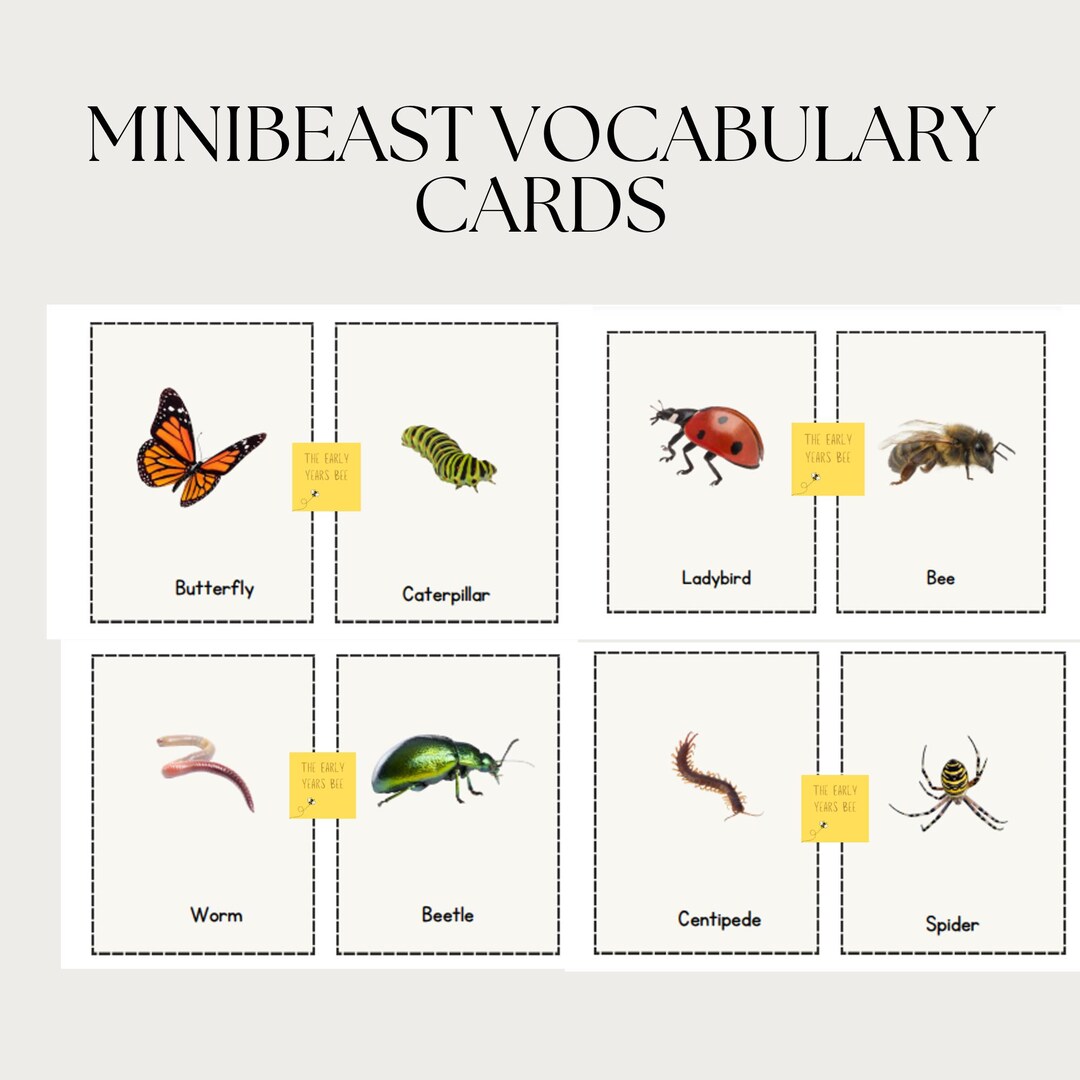 Minibeast Vocabulary Cards - Etsy
