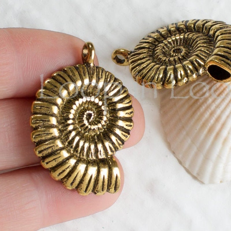 Large Nautilus Shell - Etsy