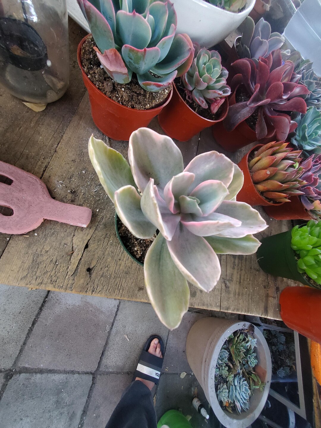 Echeveria 'decora' Variegated Succulent 4 Inch Sizes Available Rare ...