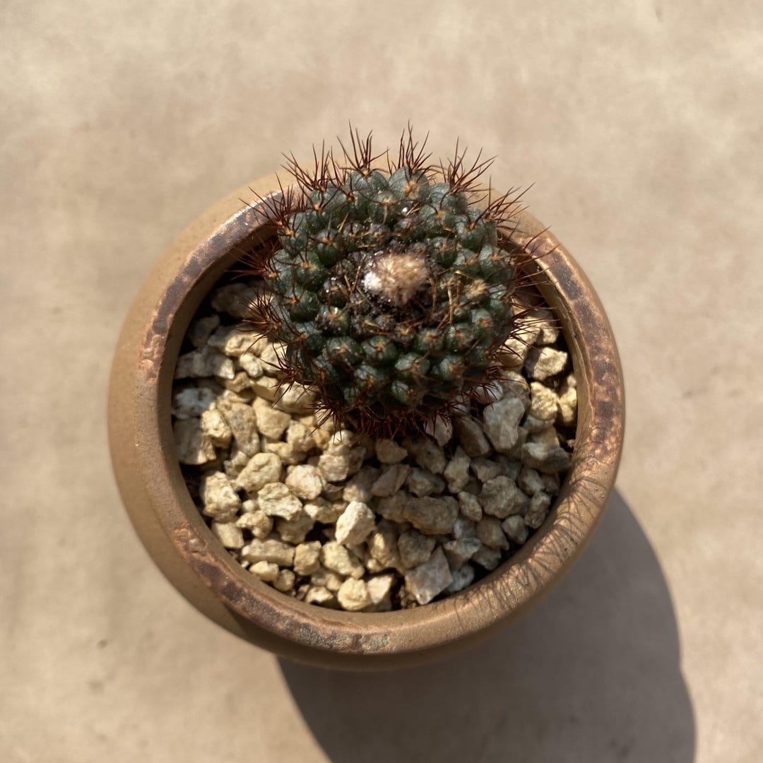 1.2“, Thelocactus Centipede Pills, Living Plant, Shipped Without Pots ...