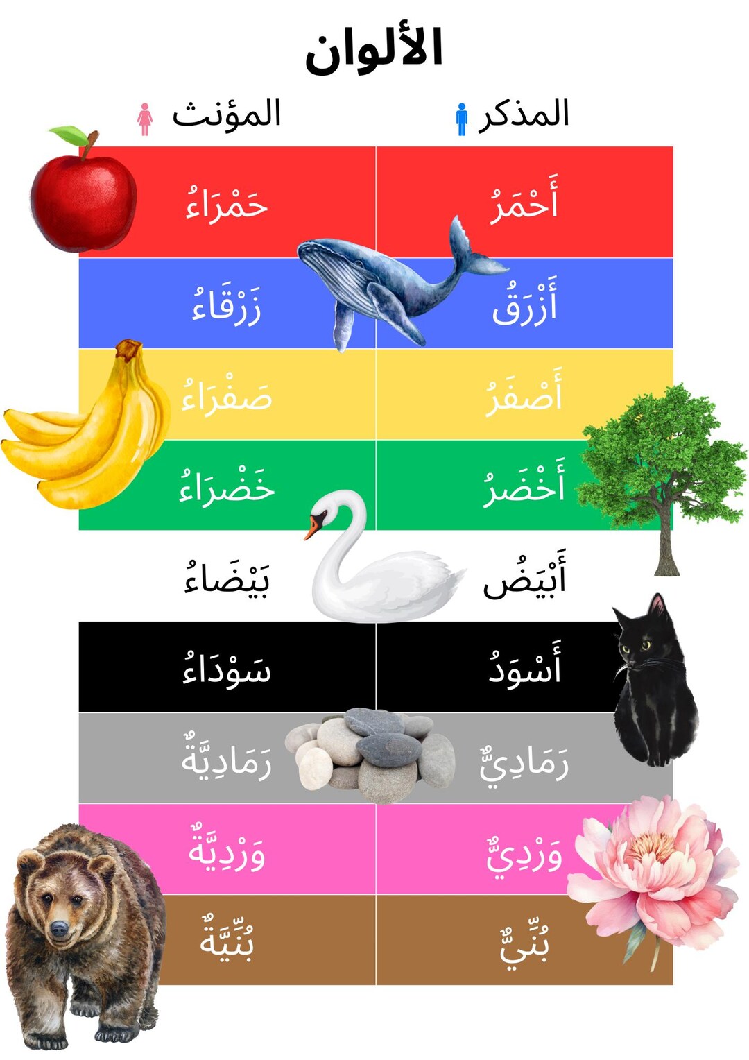 Arabic Colors Chart: Masculine & Feminine | Arabic Vocabulary Learning ...