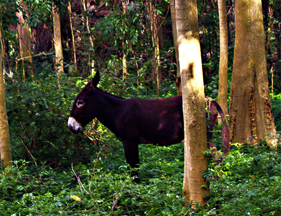 Shhh! I'm Hiding- Fine Art Print- Mule Photography- Animal Photography ...