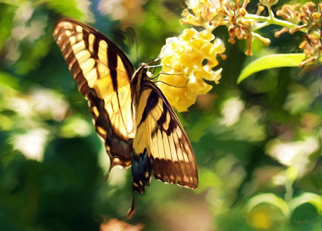 Swallowtail- Mixed Media- Fine Art Print- Tiger Swallowtail- Wall Art ...