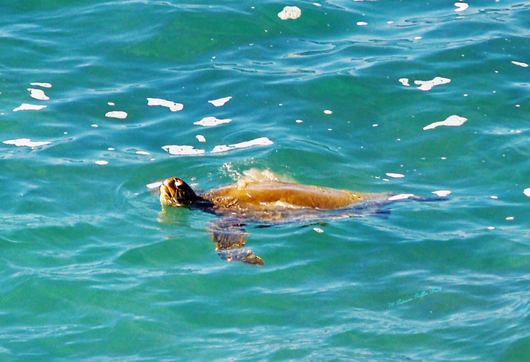 Coming up for Air- Sea Turtle Photography- Hawaii Photography- Wildlife ...
