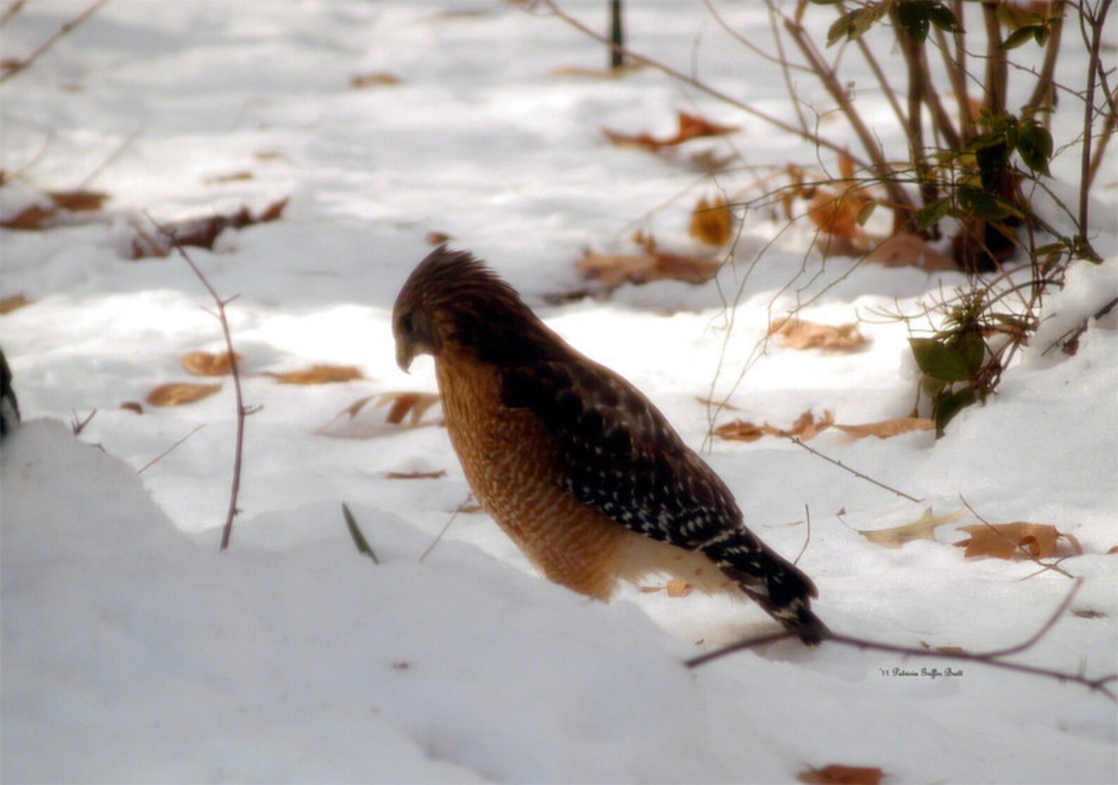 Winter Hawk- Fine Art Print- Hawk Photography- Bird Photography- Nature ...