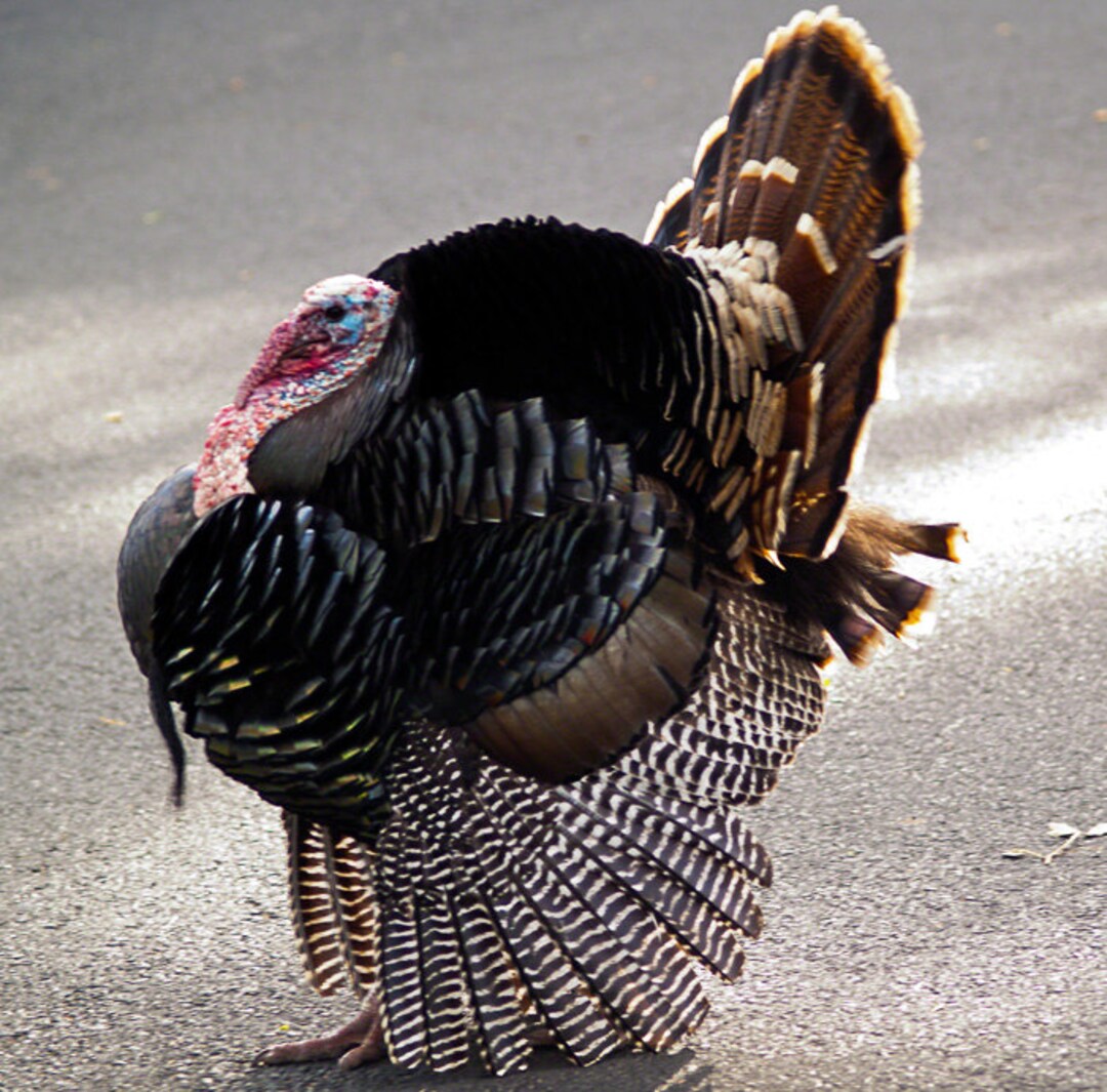 Aloha Turkey II- Fine Art Photography- Fine Art Print- Turkey ...