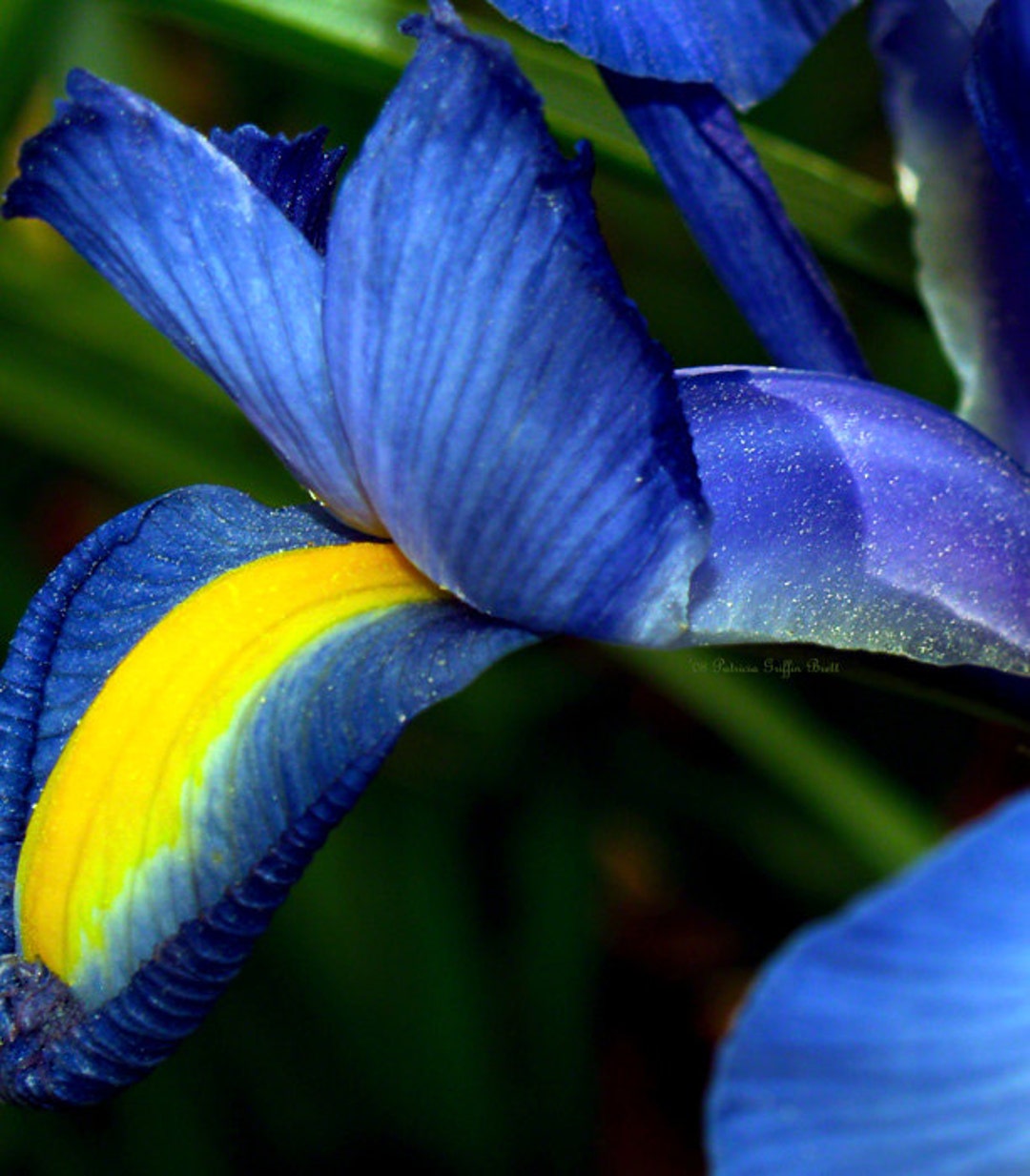 Naaahhhh to You, Too!- Fine Art Print- Flower Photography- Blue Iris ...