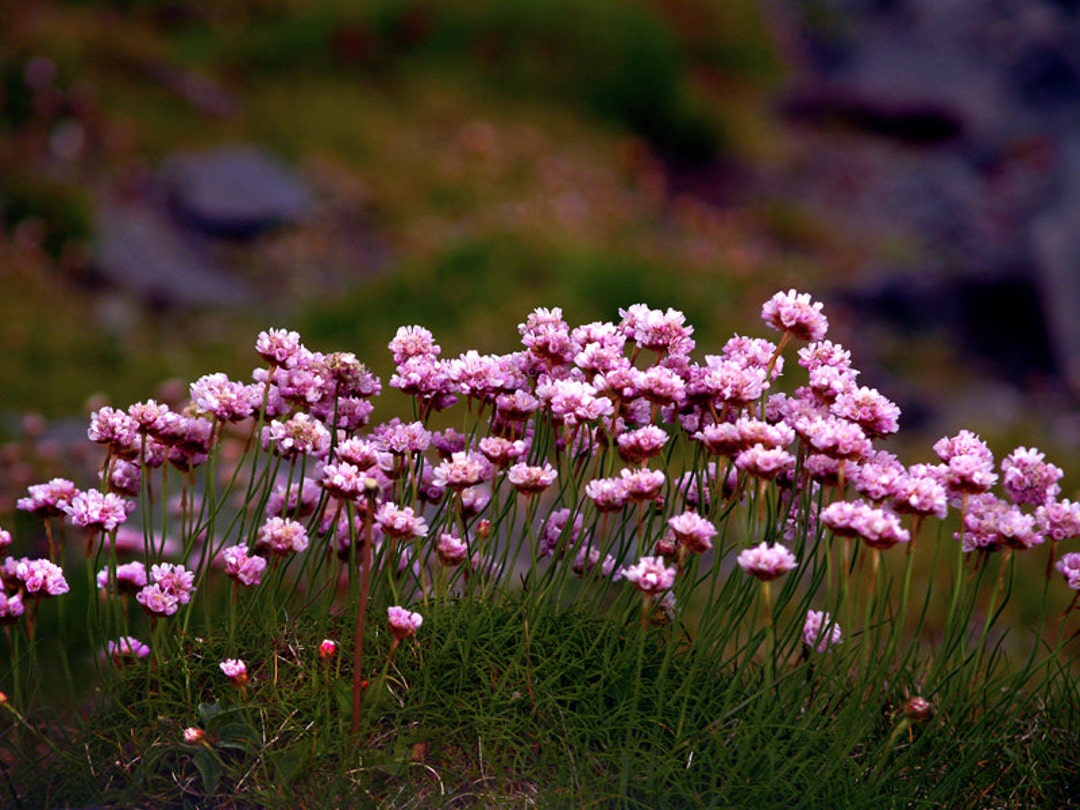 Irish Sea Pinks- Fine Art Print- Nature Photography- Flower Photography ...