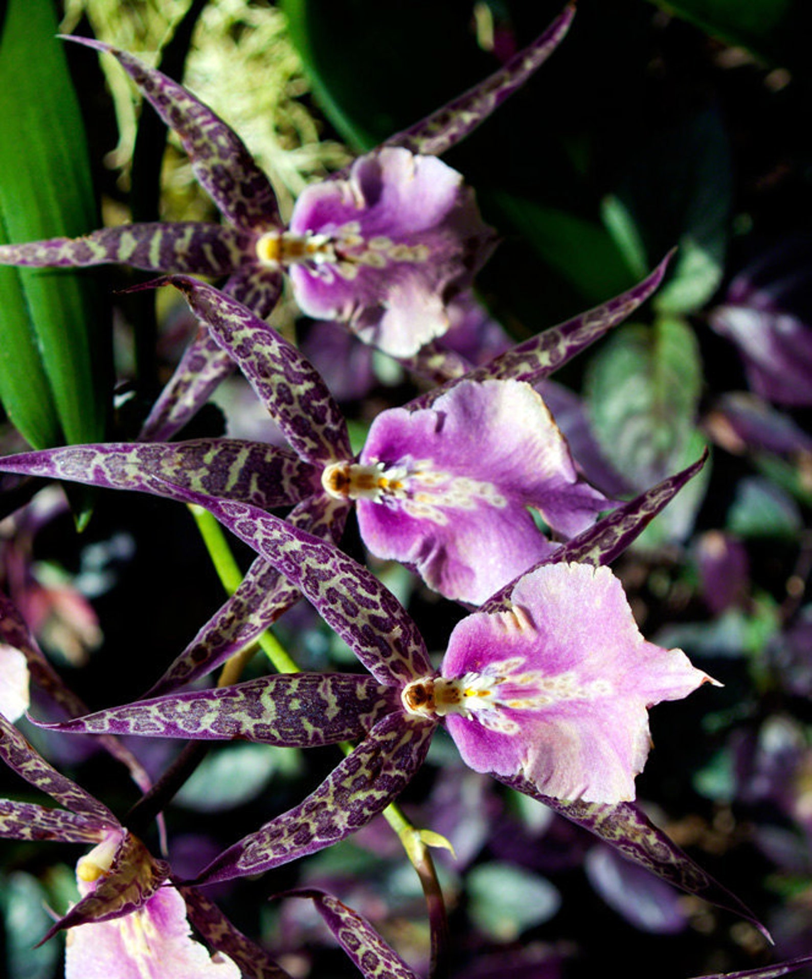 The Three Musketeers- Fine Art Print- Orchid Photography- Flower ...