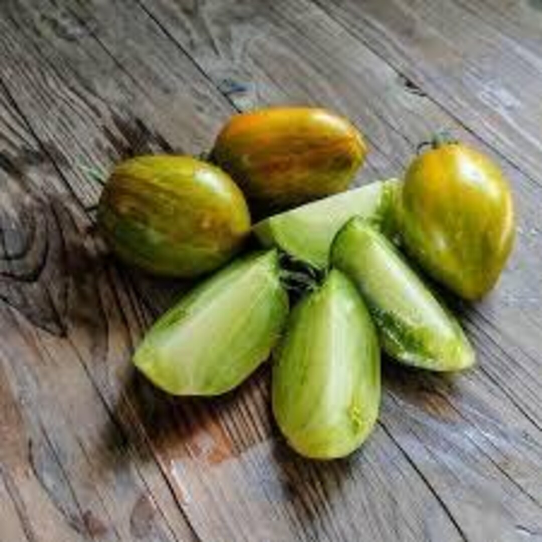 Dwarf Saucy Mary - Etsy