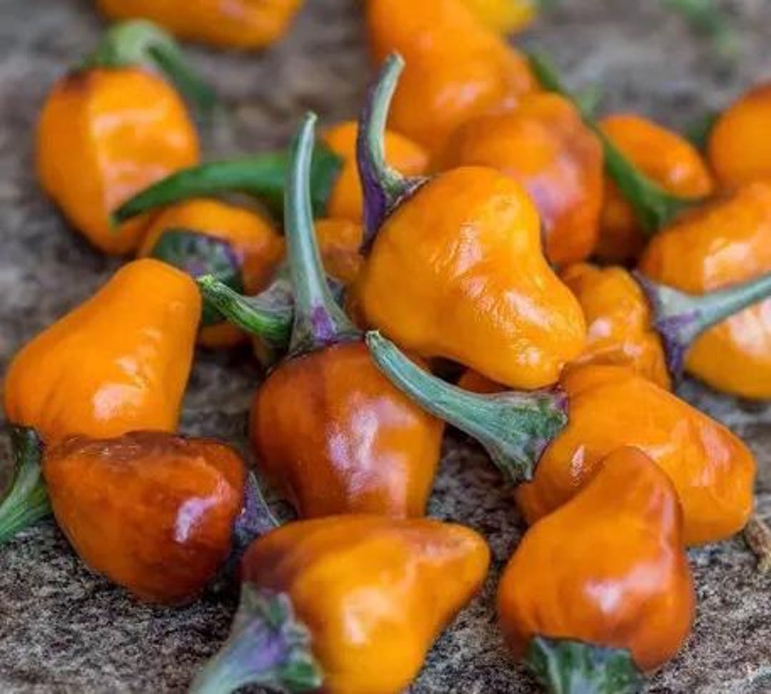 Golden Nugget Variegated Pepper - Etsy