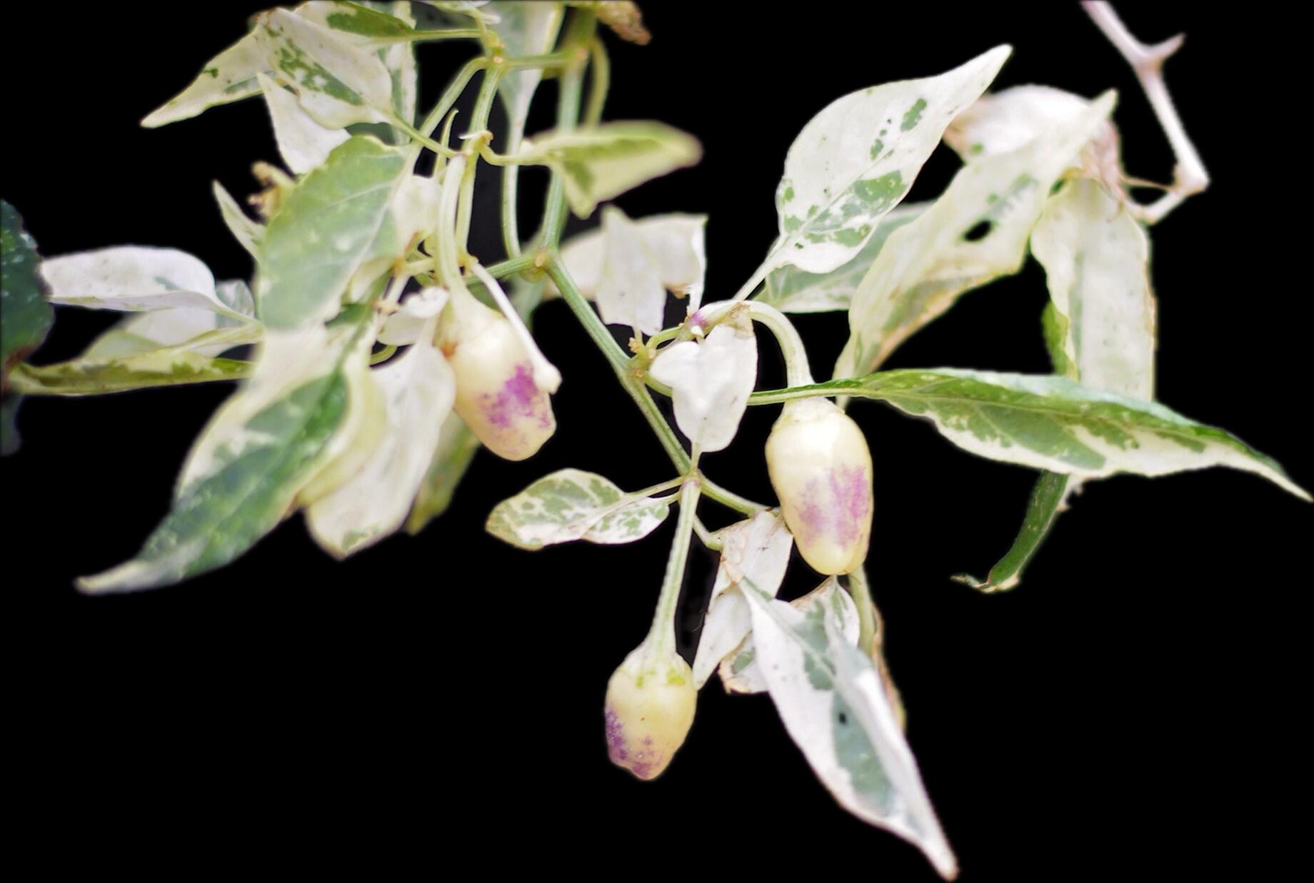 Peach Teeth Variegated Pepper - Etsy