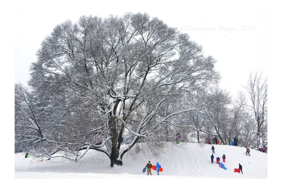 Winter Fun, Sledding, Tree, Sled Hill, Bowling Green, Ohio, Snow ...