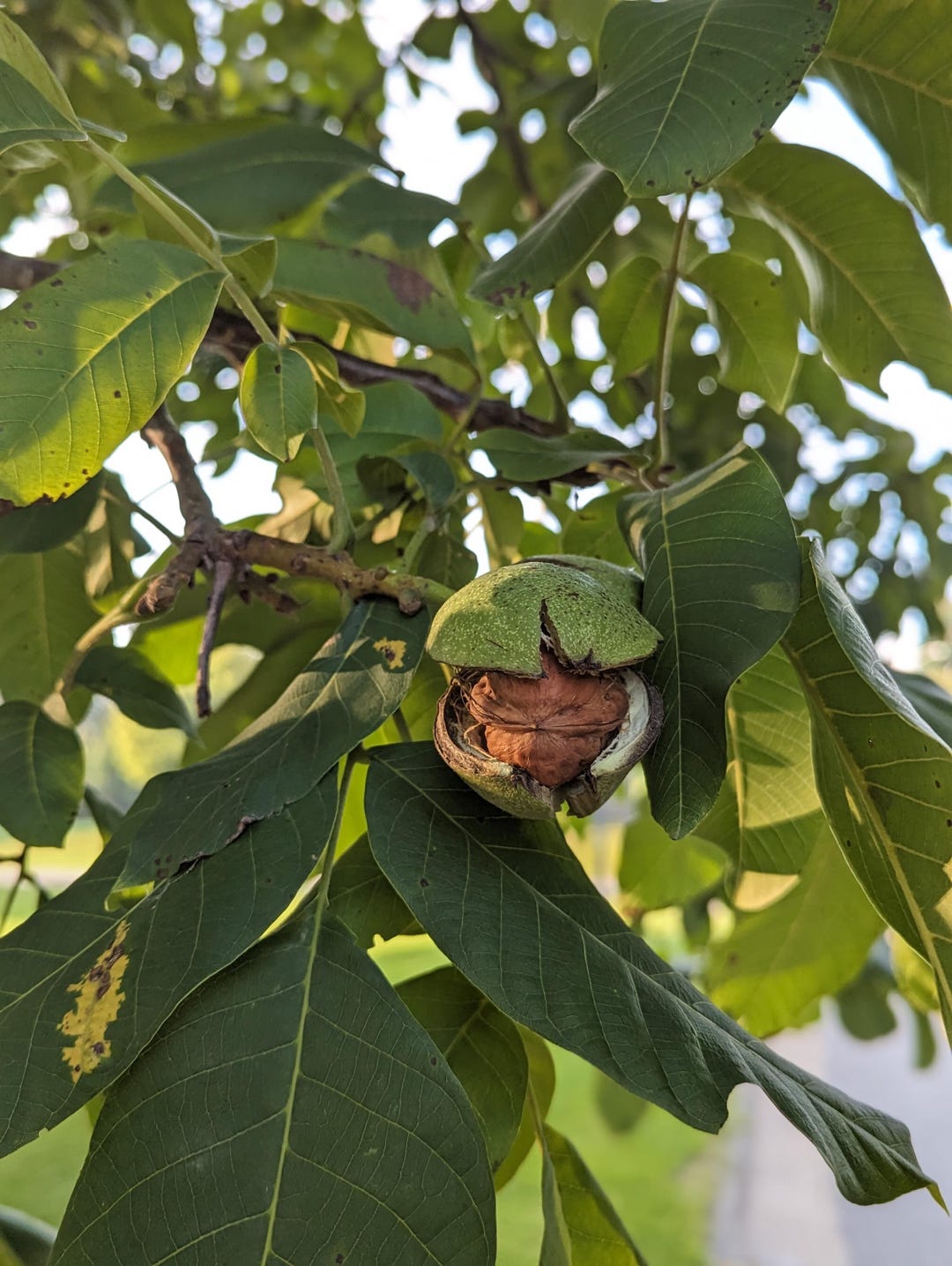 English Walnut 3 Pack | Bare Root Seedlings, Free Shipping - Etsy