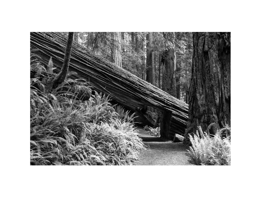 Black and White Redwood Forest National Park | Photography Print ...