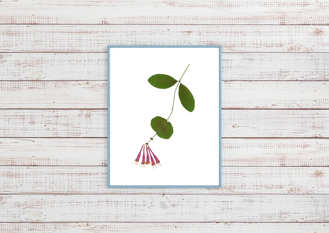 Coral Honeysuckle Wall Art, Pressed Native Texas Wildflower Decor ...