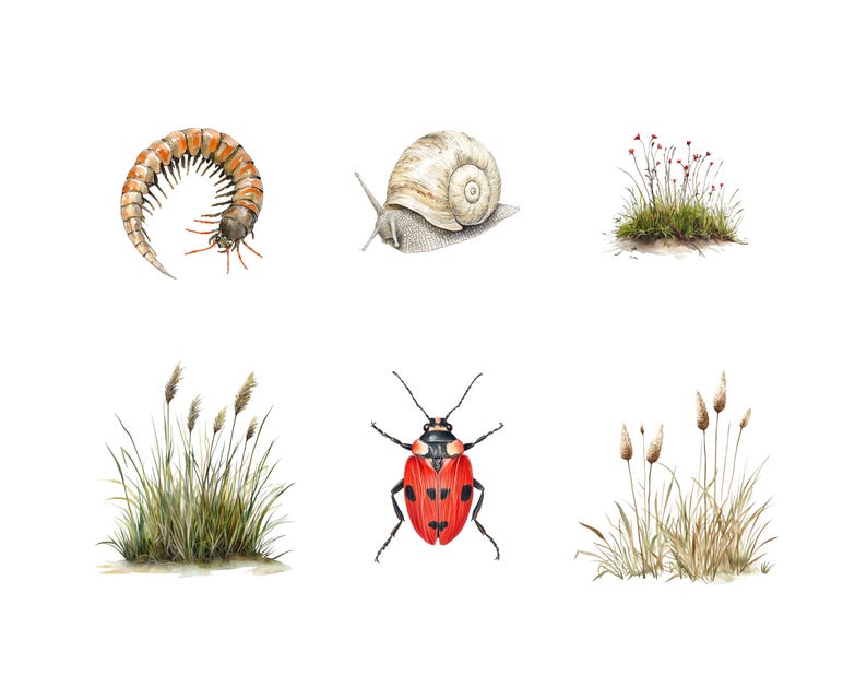 Bug and Insect Clipart Bundle, Insect Png, Watercolor Bug Clipart ...