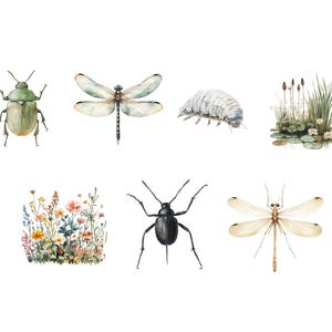 Bug and Insect Clipart Bundle, Insect Png, Watercolor Bug Clipart ...