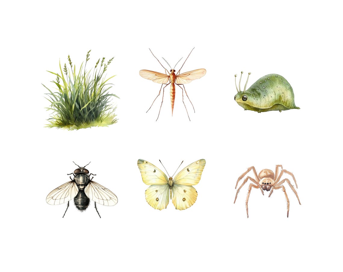 Bug and Insect Clipart Bundle, Insect Png, Watercolor Bug Clipart ...