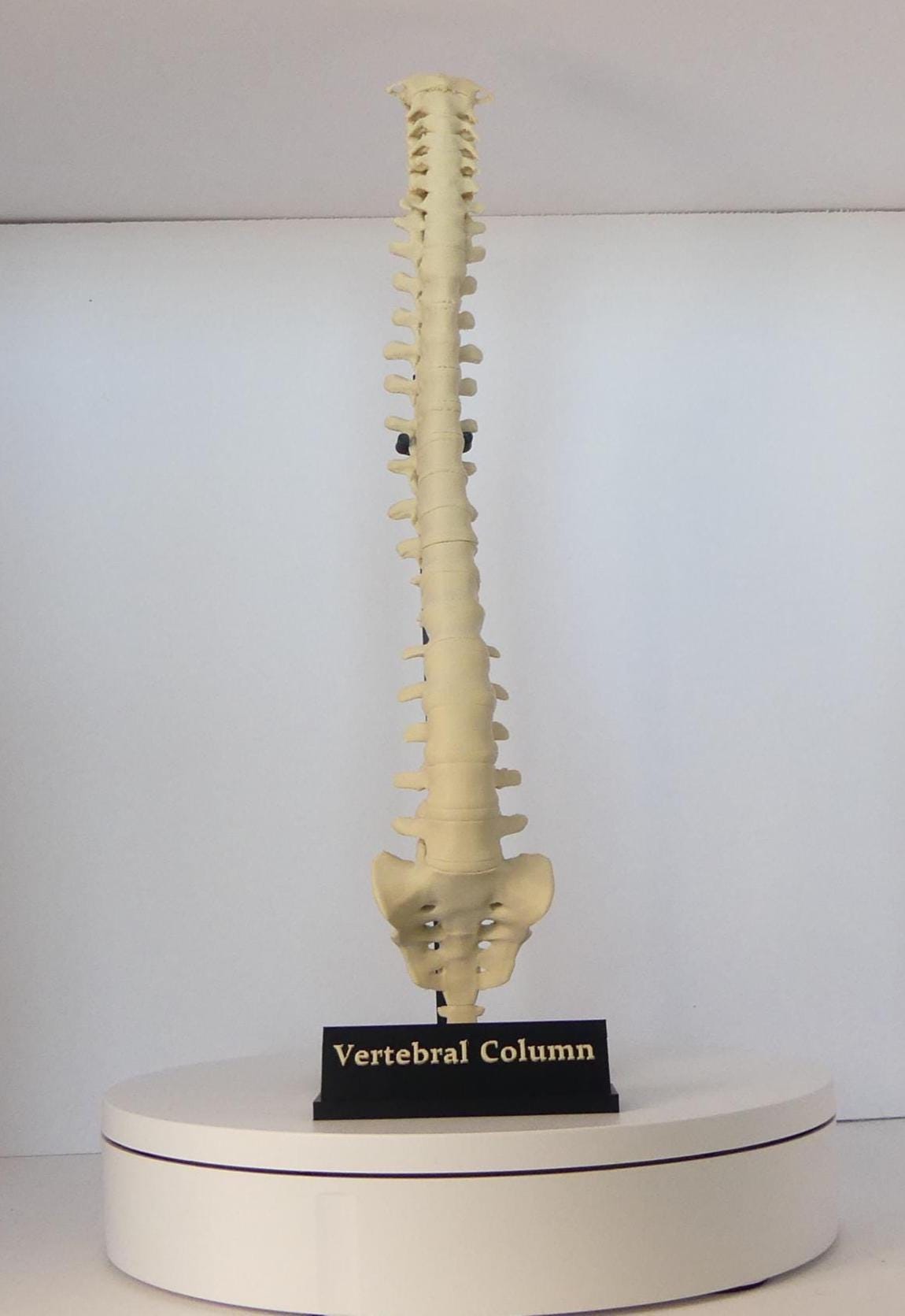 Human Spine Anatomical Model - Detailed Vertebrae Replica | Educational ...