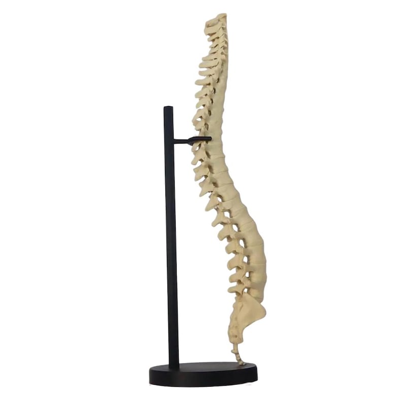 Detailed Human Spine Anatomical Model: Medical Education Tool - Etsy