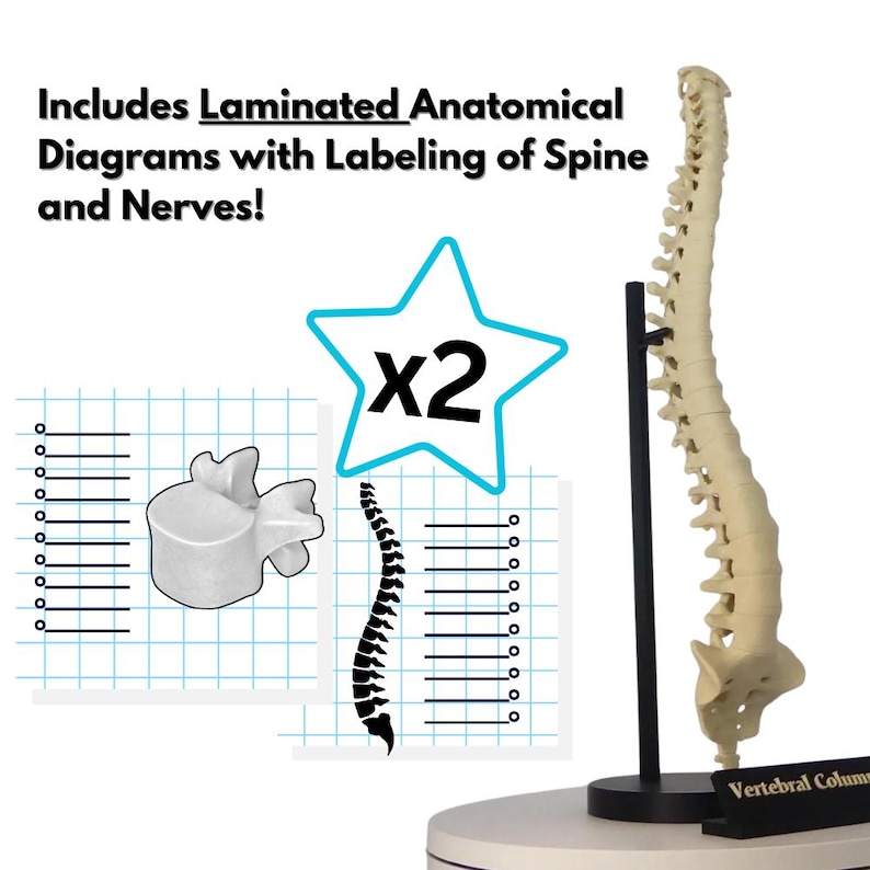 Detailed Human Spine Anatomical Model: Medical Education Tool - Etsy
