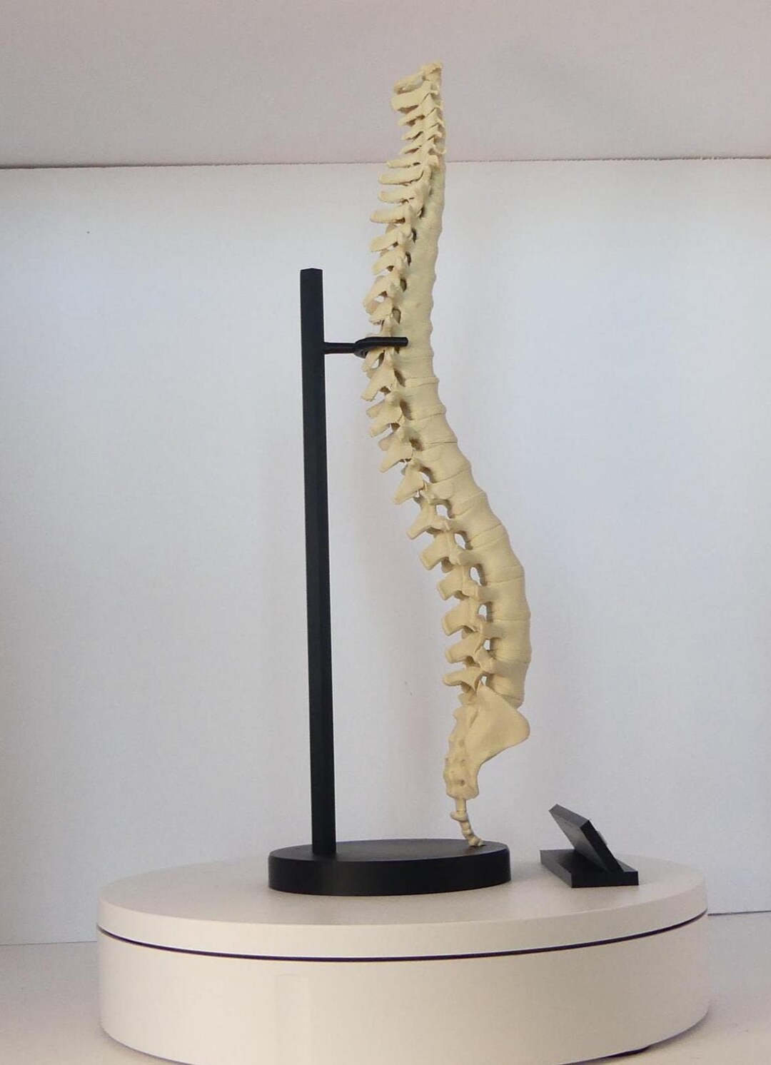 Human Spine Anatomical Model - Detailed Vertebrae Replica | Educational ...