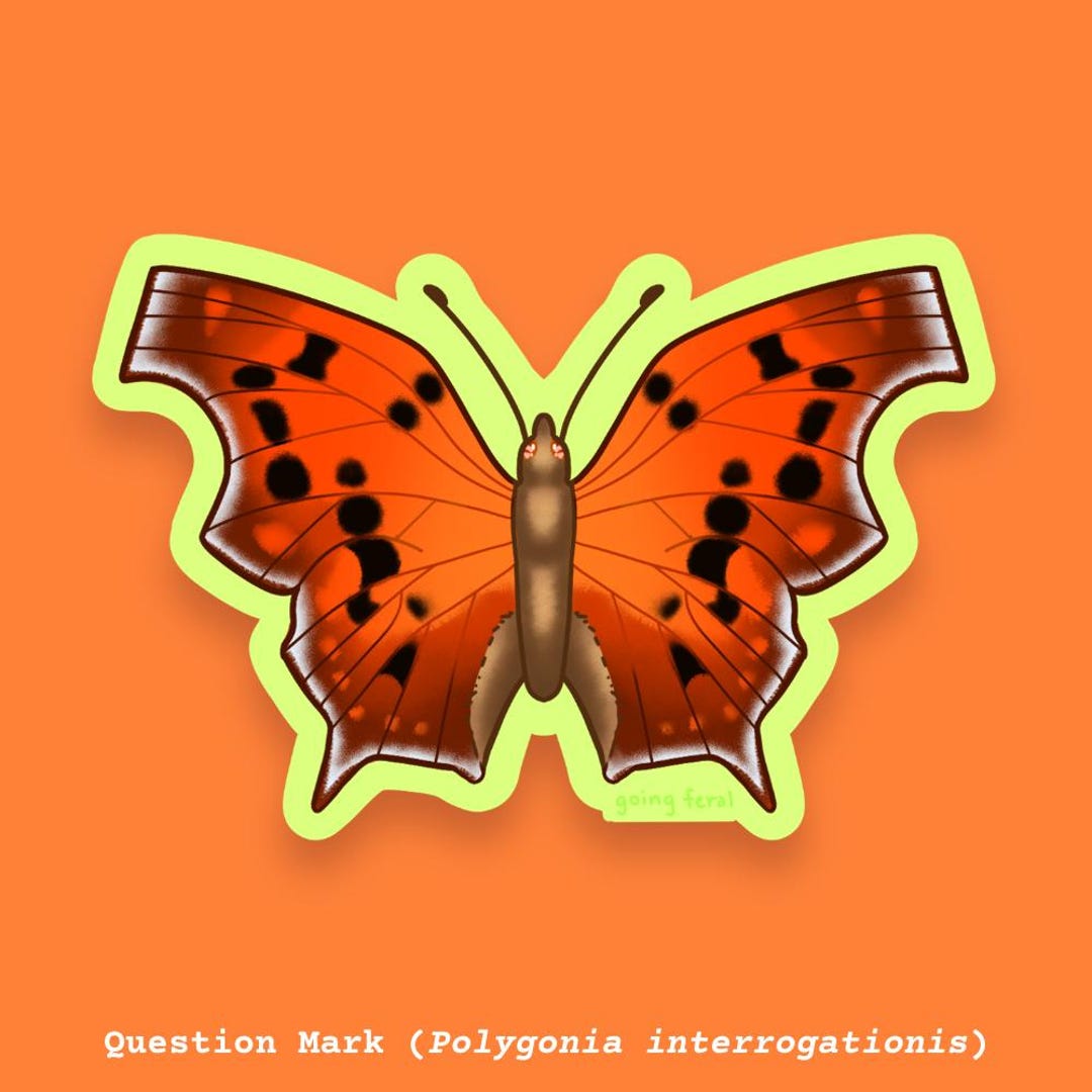 Handmade Question Mark Butterfly Sticker: Bug Lover Gift - Etsy