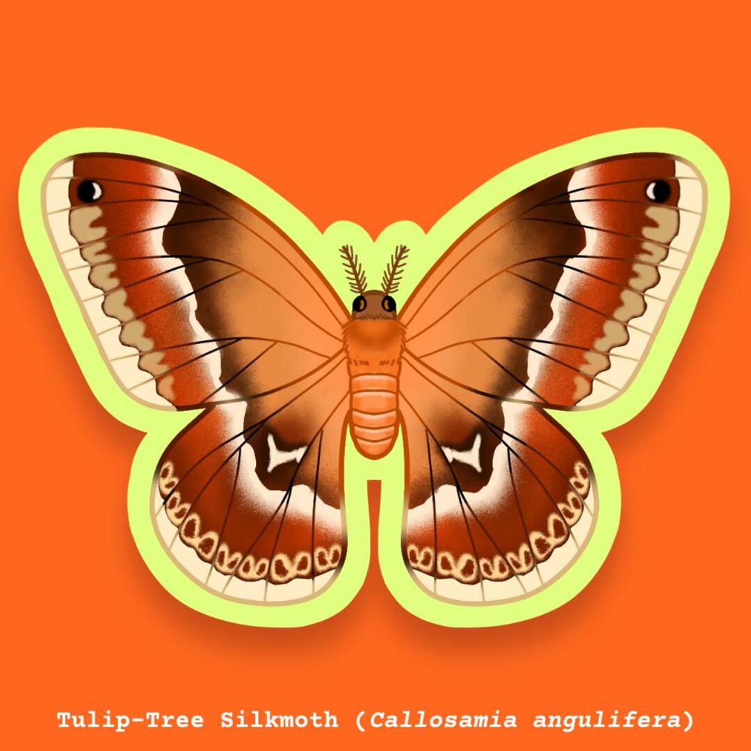 Tulip Tree Silk Moth Sticker: Midwest Bug Art - Etsy