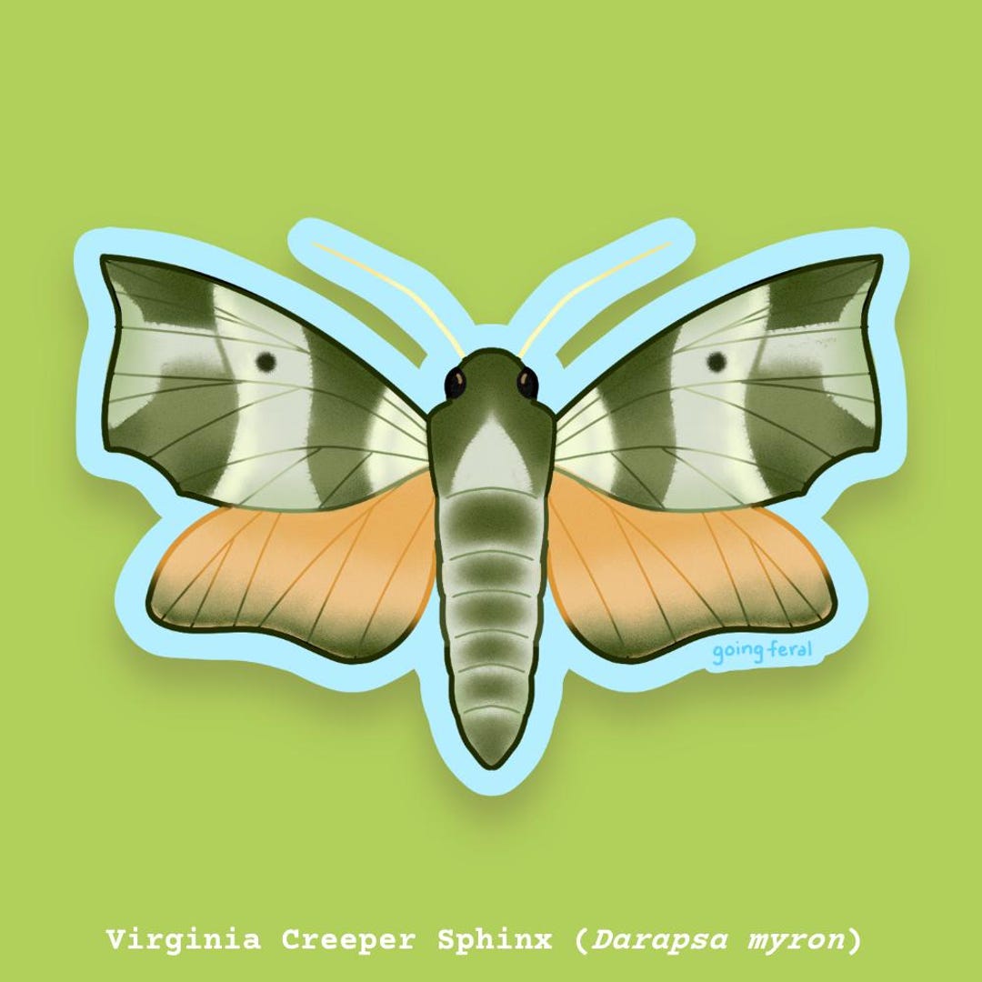 Virginia Creeper Moth Sticker, Moth Sticker, Bug Sticker - Etsy